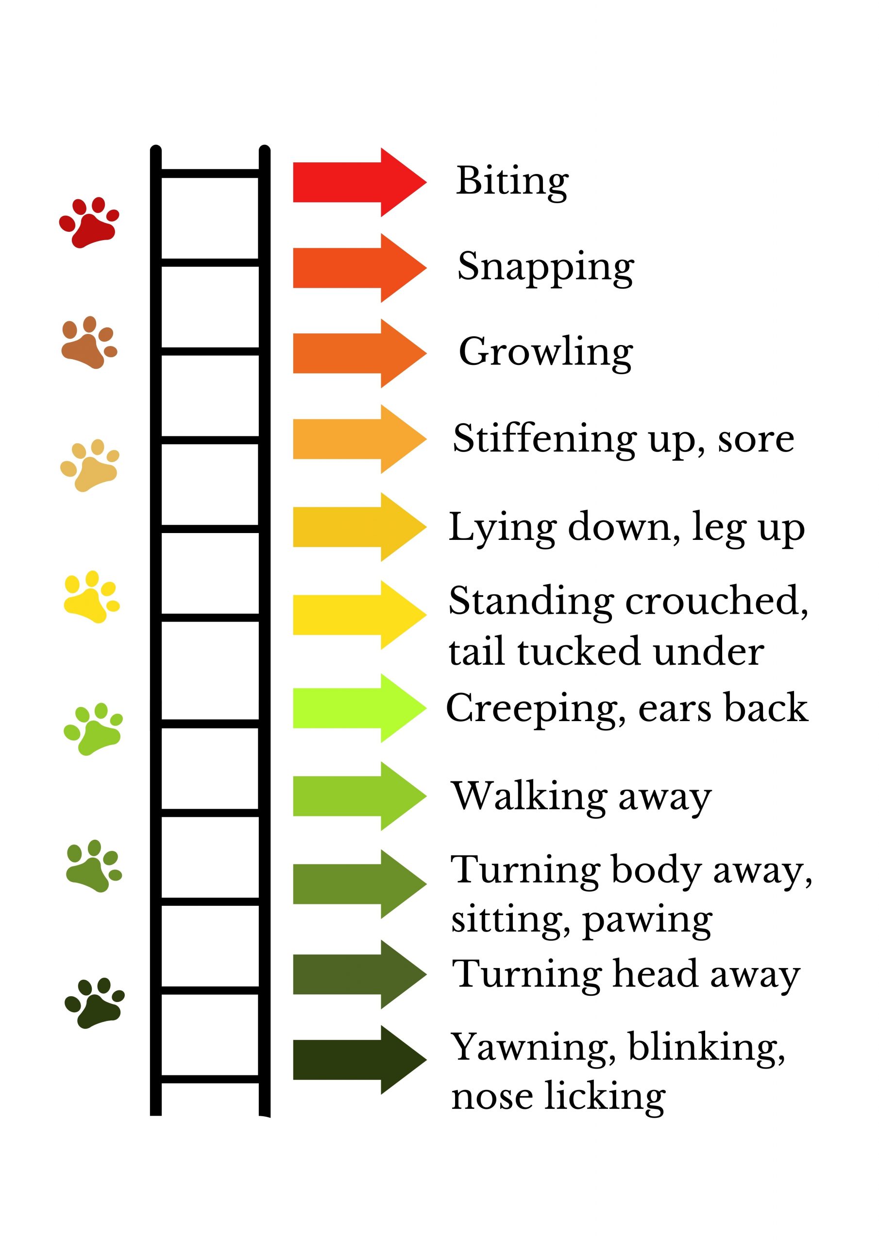 Understanding Fear & Anxiety in Dogs - Causes, Symptoms & Treatment ...