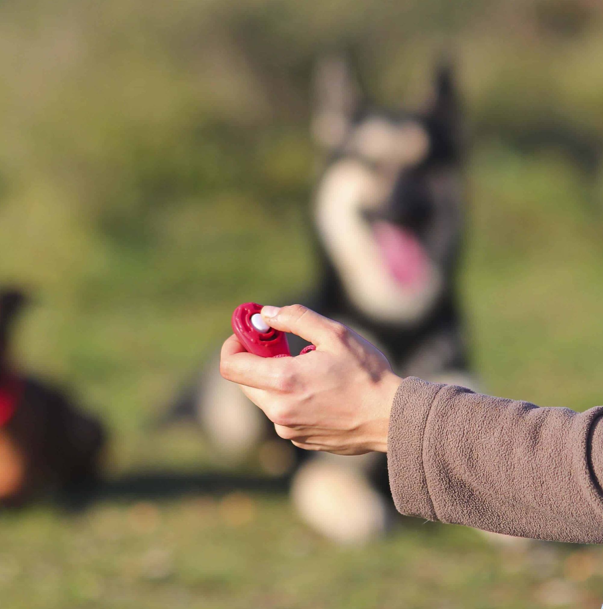 Clicker vs Verbal - Which Marker Is Best? - Canine Kin Clicker vs Verbal - Which Marker Is Best? - Canine Kin