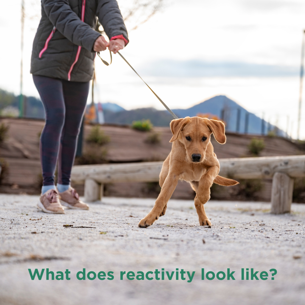 What Is Reactivity? - Canine Kin